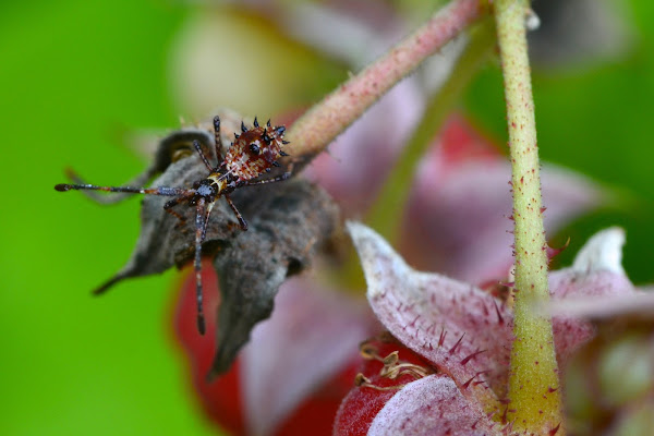 Spiky bug nymph | Project Noah