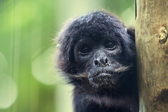 Black-headed spider monkey | Project Noah