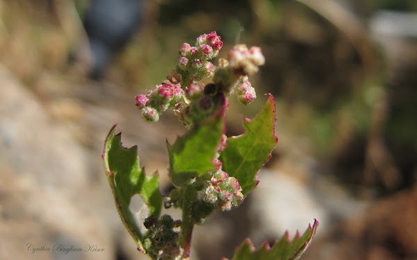 Nettle-leaved Goosefoot | Project Noah