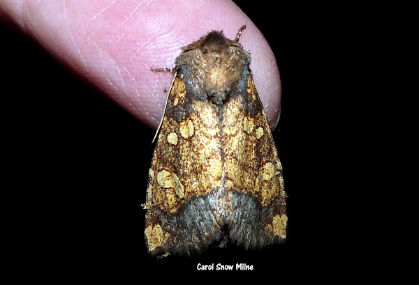 Burdock Borer Moth | Project Noah