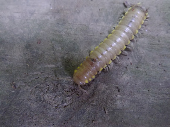cyanide millipede | Project Noah