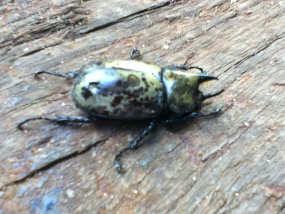 Eastern Hercules Beetle | Project Noah