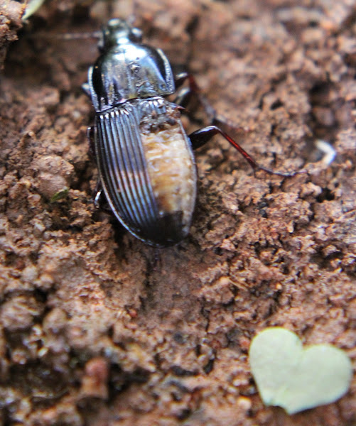 Ground Beetle | Project Noah