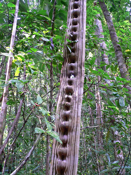 Monkey Ladder | Project Noah