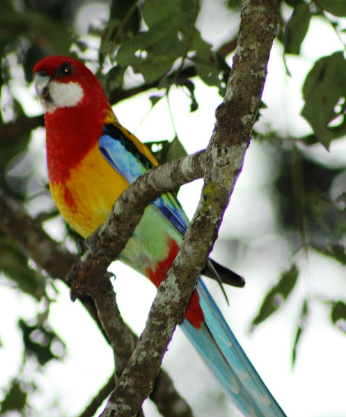 Eastern Rosella | Project Noah