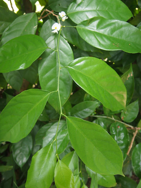 Camwood / African sandalwood | Project Noah