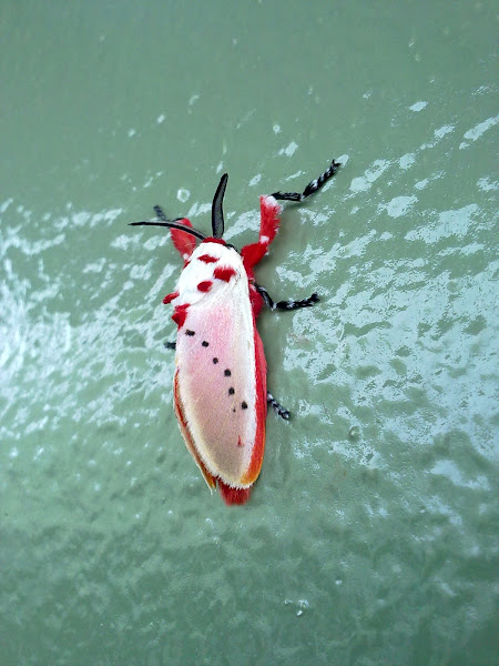 Peppermint moth | Project Noah