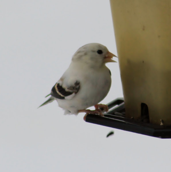partial albino american goldfinch | Project Noah