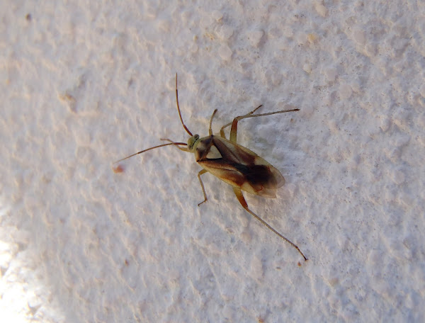 Chinche Lygus. Bug | Project Noah