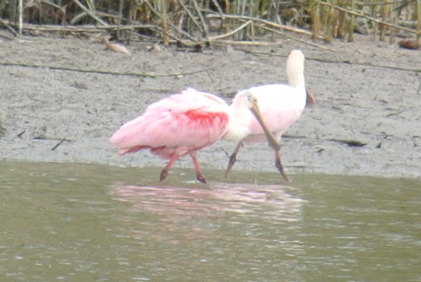 Roseate Spoonbills | Project Noah