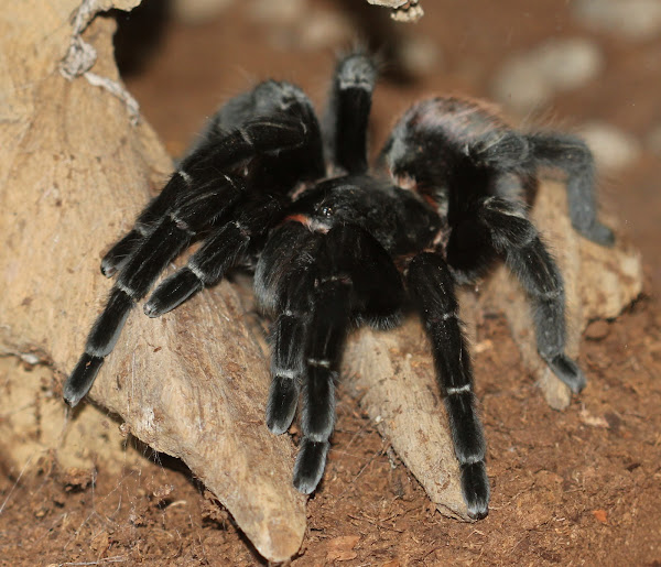Red rump tarantula | Project Noah