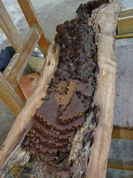 Maya bee Nest | Project Noah