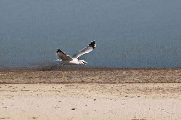 Brine Fly | Project Noah