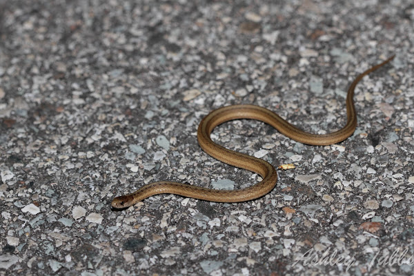 Marsh Brown Snake | Project Noah