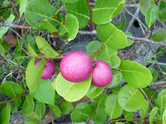 coco plum, Icaco | Project Noah