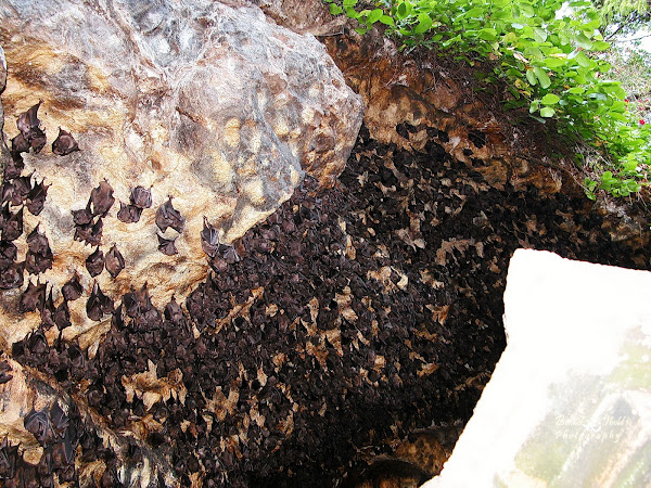 Geoffroy's Rousette | Project Noah