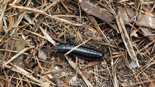 Leatherback ground beetle | Project Noah