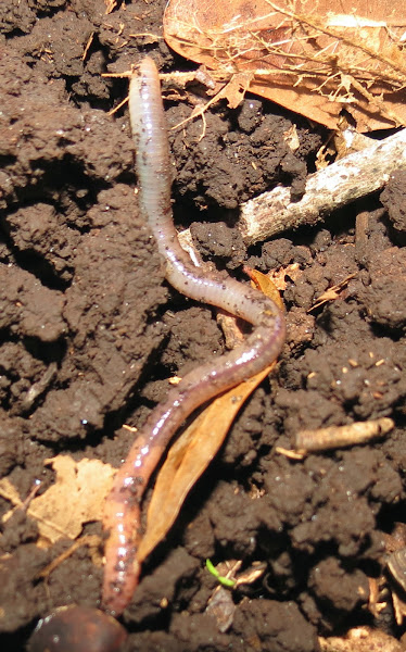 Earthworm | Project Noah
