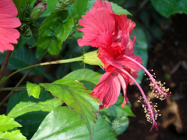 Hibiscus,செம்பருத்தி(Semparuthi) | Project Noah
