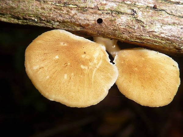 hongo | Project Noah