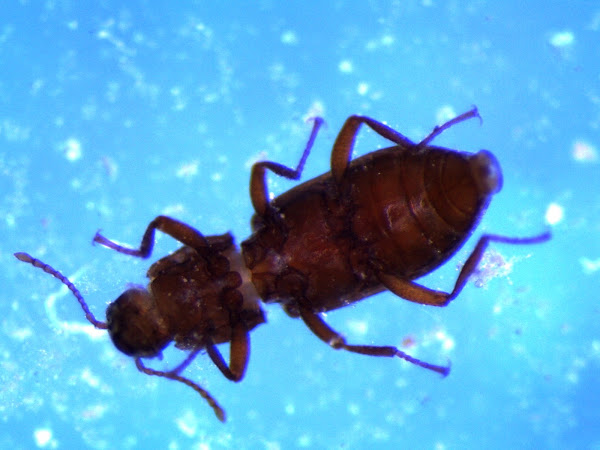 Riffle Beetle | Project Noah