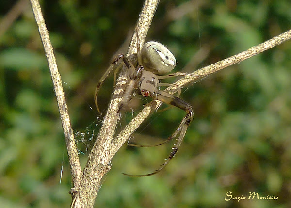 Pirate spider | Project Noah