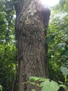 Ash Tree | Project Noah