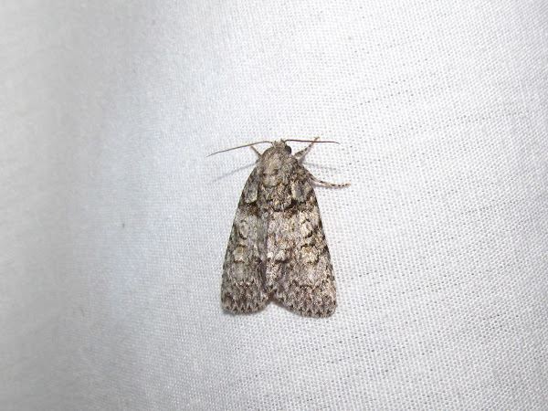 Acronicta sp. | Project Noah