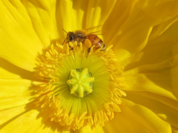 Iceland Poppies with Western Honey Bees | Project Noah
