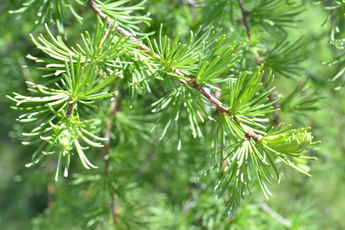 Tamarack | Project Noah