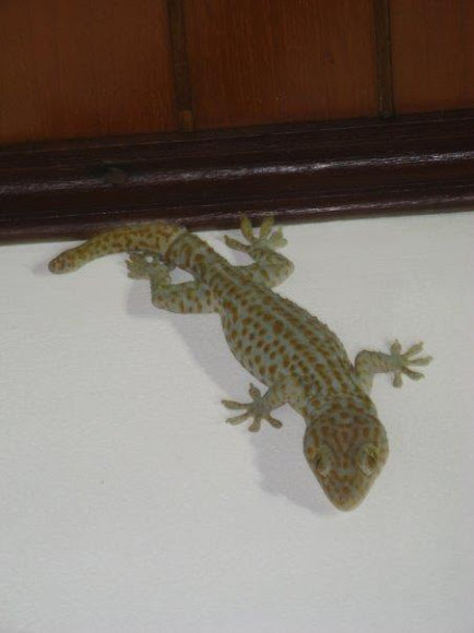 Tokek, Tokay Gecko, Barking Gecko | Project Noah