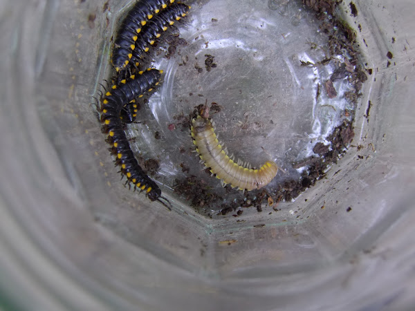 cyanide millipede | Project Noah