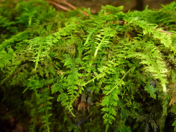 Delicate Fern Moss | Project Noah
