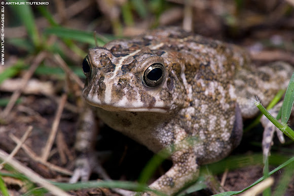 African Common Toad | Project Noah