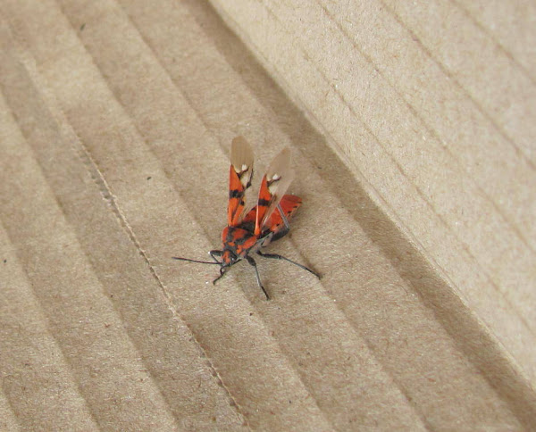 Lygaeid Bug | Project Noah