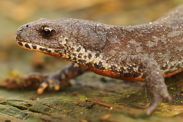 Alpine newt | Project Noah