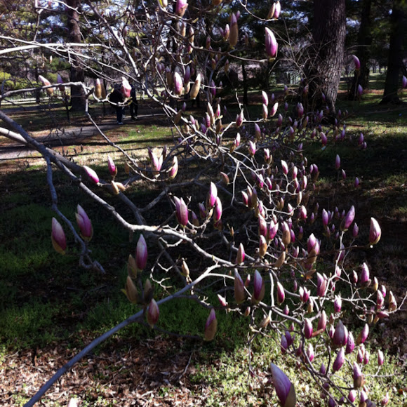 Magnolia | Project Noah