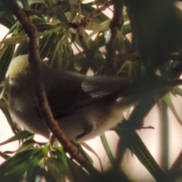 Verdin | Project Noah