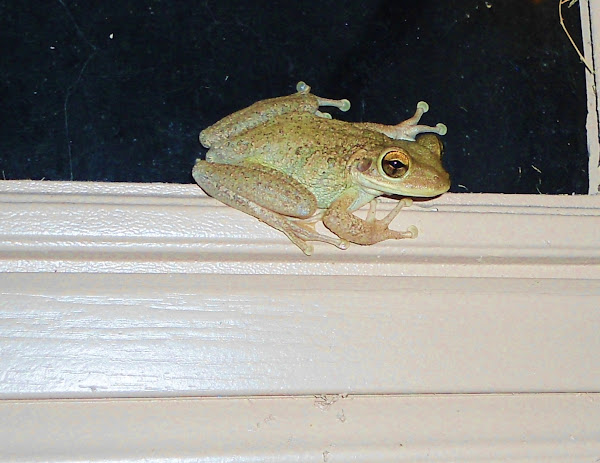 Cuban Treefrog | Project Noah