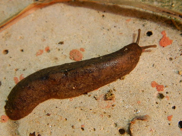 Pancake Slug | Project Noah