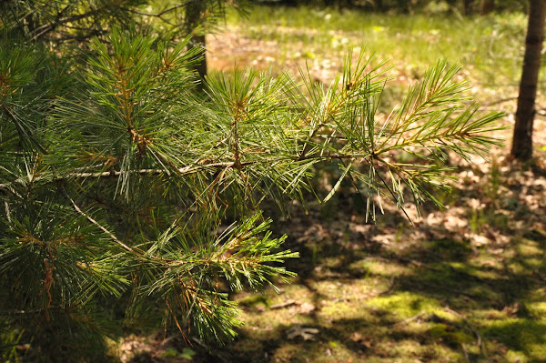Eastern White Pine | Project Noah