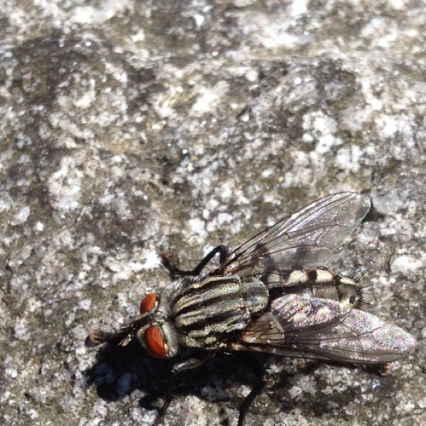 Common flesh fly | Project Noah