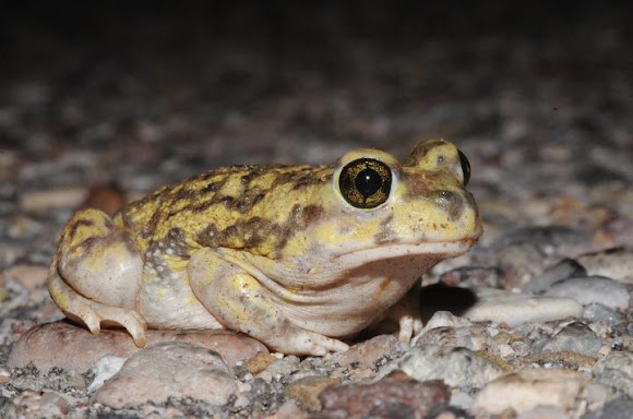 Couch's spadefoot toad | Project Noah