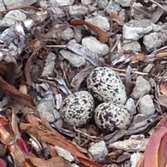 Killdeer | Project Noah