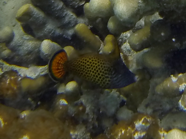 Fantail Filefish | Project Noah