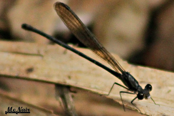 Black Dancer Damselfly | Project Noah