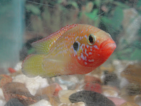 African jewelfish | Project Noah