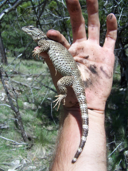 Crevice Spiny Lizard | Project Noah