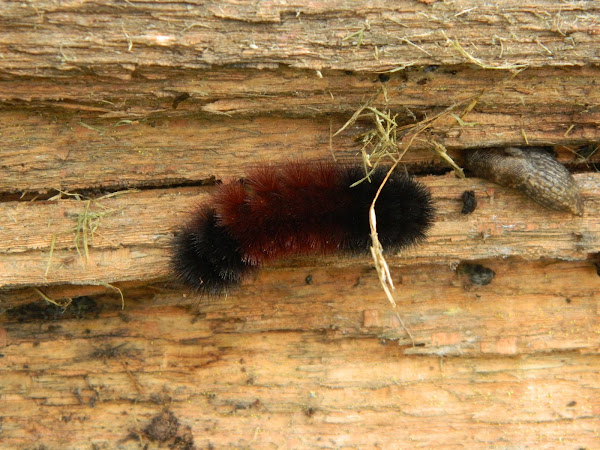 Wolly Worm | Project Noah