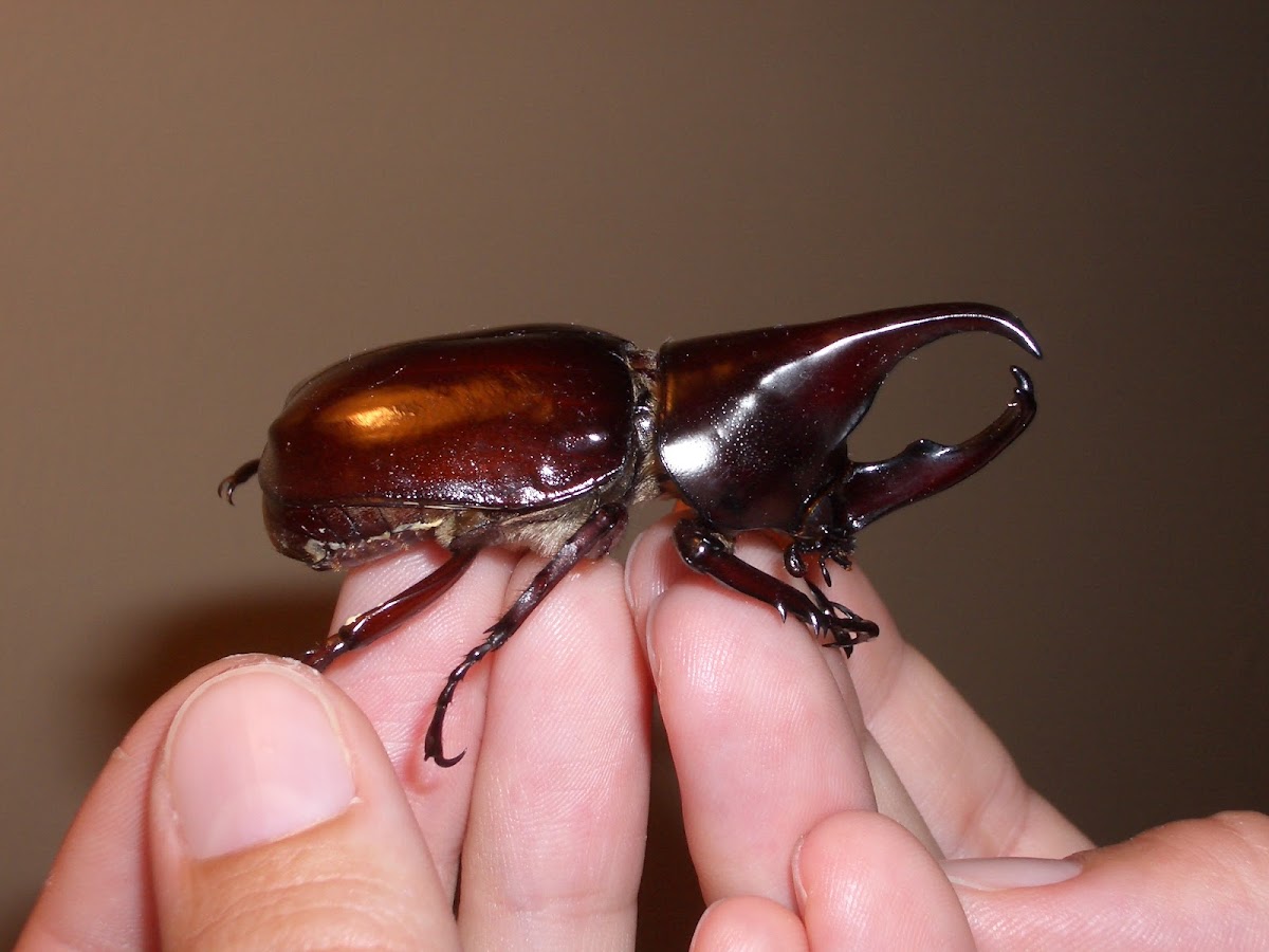 Three-horned rhinoceros beetle | Project Noah